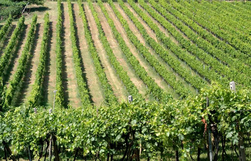 Biscardo Neropasso, IGT Italy 2022 | Premium Red Wine – Geraldo's of Largs